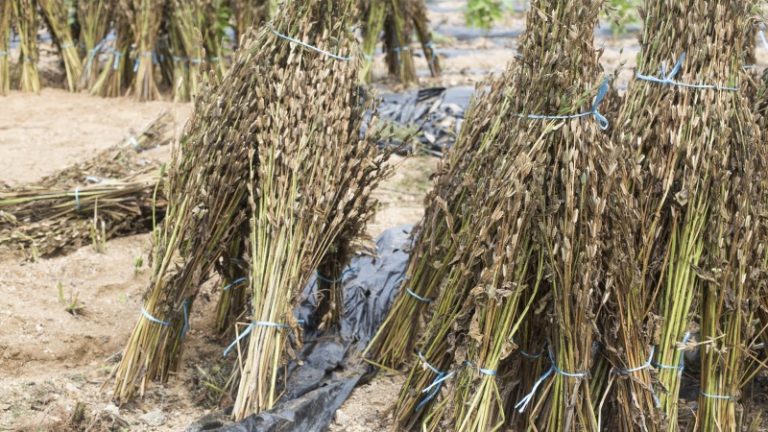 Sesame Seeds in Tanzania: The Unsung Hero of Agricultural Commodities